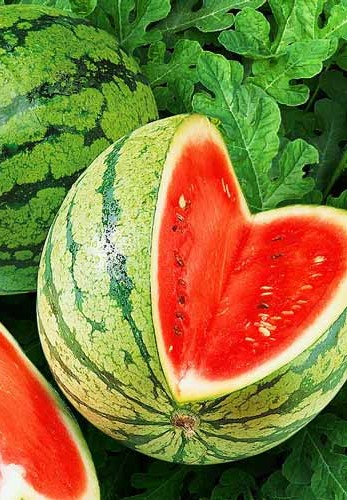 ARBŪZAI TIKRIEJI MORO H Citrullus lanatus Sėklų 0,5g - Gero derliaus